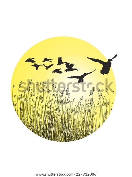 Mallard Ducks Reeds Ring Stock Vector (Royalty Free) 227912086
