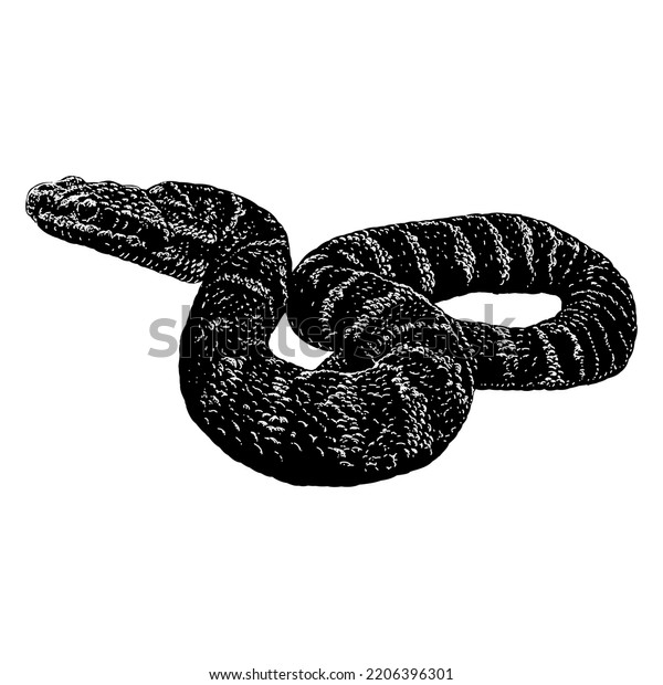 Mamushi Snake Hand Drawing Vector Illustration Stock Vector (Royalty ...