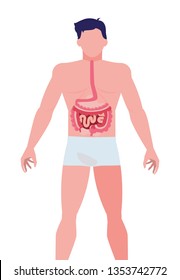 Man Anatomy Digestive System Stock Vector (Royalty Free) 1353742772 ...