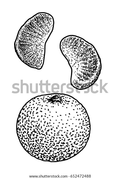 Mandarin Illustration Drawing Engraving Ink Line Stock Vector (Royalty ...