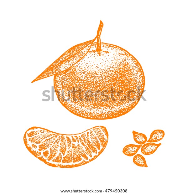 Mandarin Leaves Slice Hand Draw Sketch Stock Vector (Royalty Free ...