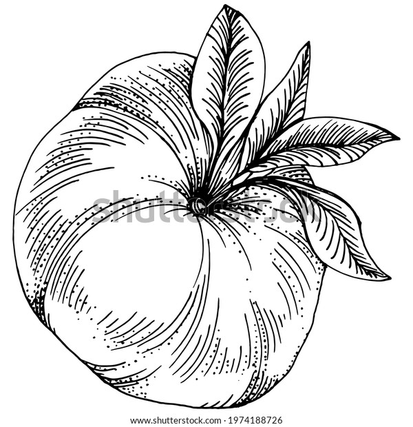 Mandarin Sketch Vector Isolated Hand Drawn Stock Vector (Royalty Free ...