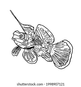Mandarinfish Vector Hand Drawing Illustration Black Stock Vector ...