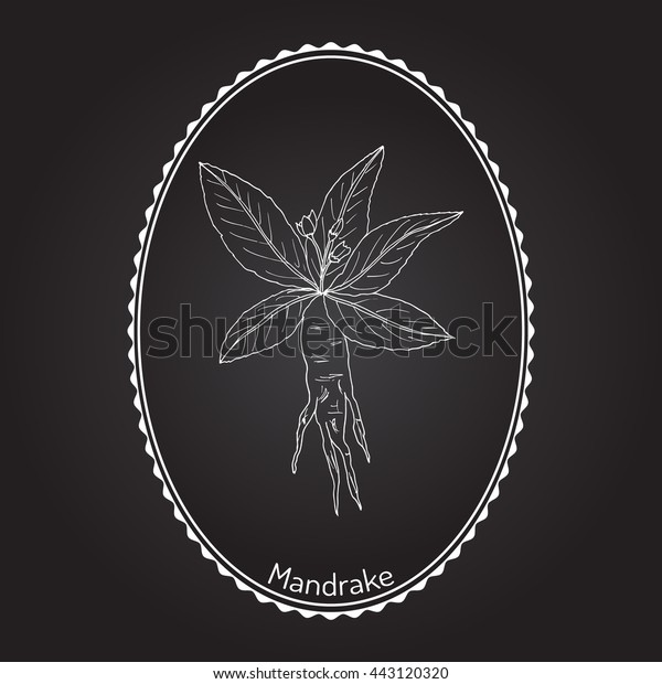Mandrake Root Mandragora Officinarum Hand Drawn Stock Vector (Royalty ...