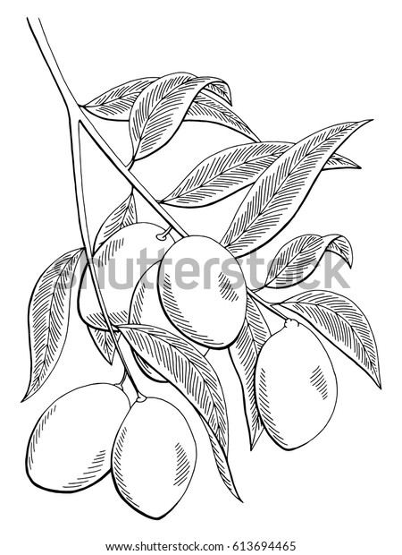 342 Mango Tree Outline Images, Stock Photos & Vectors | Shutterstock