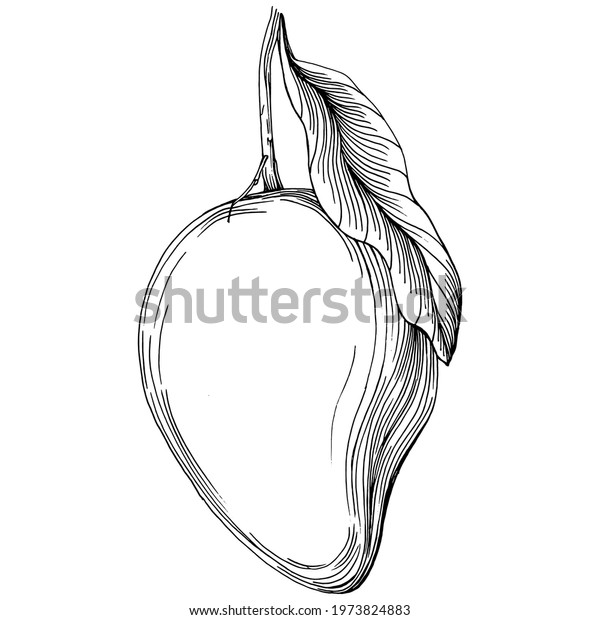 Mango Tropical Fruit Sketch Drawing Vector Stock Vector (Royalty Free ...