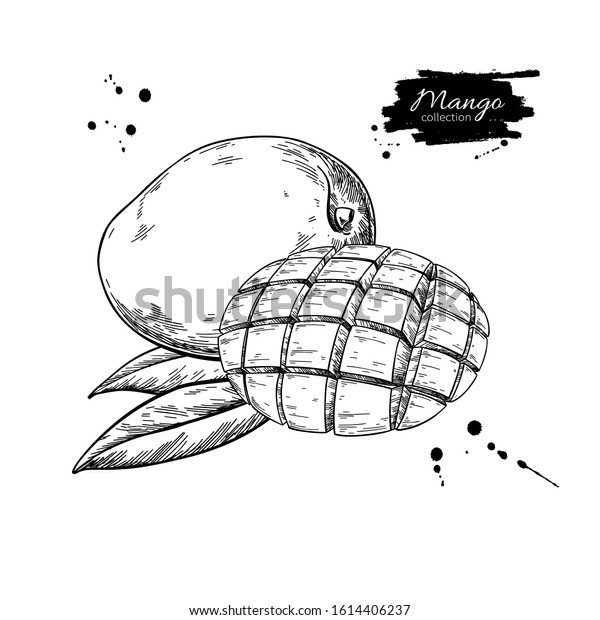 Mango Vector Drawing Hand Drawn Tropical Stock Vector (Royalty Free ...
