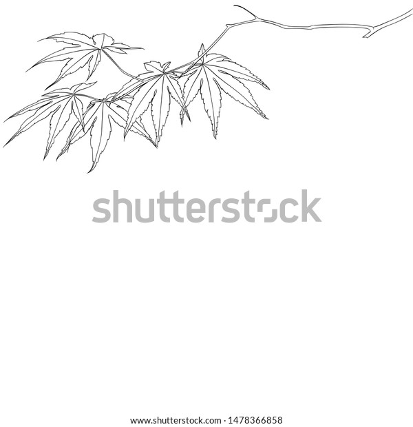 Maple Branch Line Drawing Vector Illustration: เวกเตอร์สต็อก (ปลอดค่า ...
