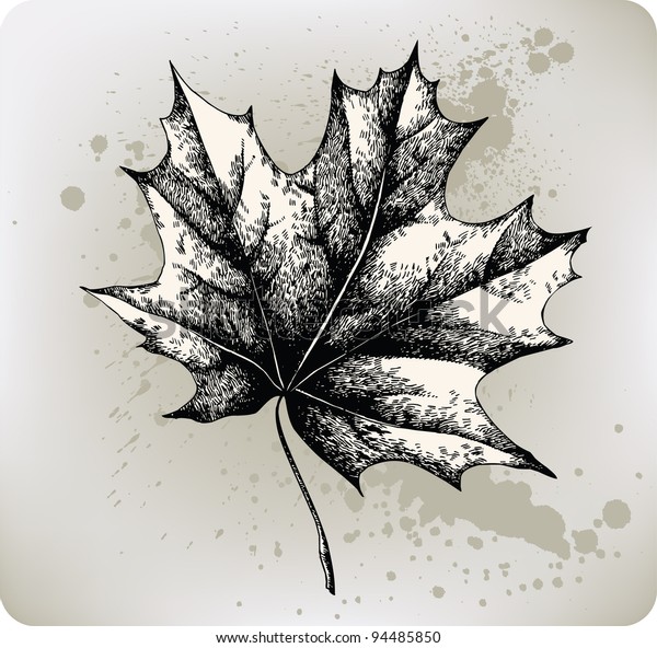 Maple Leaf Handdrawing Vector Illustration Stock Vector (Royalty Free ...