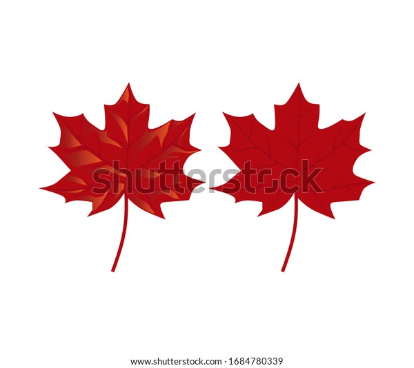 Maple Leaf Vector Illustration Isolated On Stock Vector (Royalty Free ...