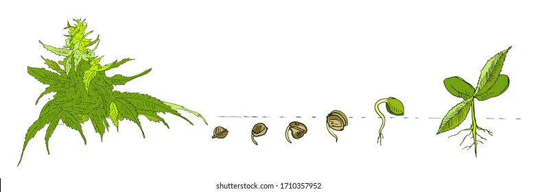 Marijuana Hand Drawn Line Art Style Stock Vector (Royalty Free ...