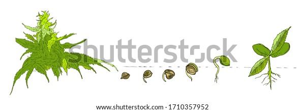 Marijuana Hand Drawn Line Art Style Stock Vector (Royalty Free ...