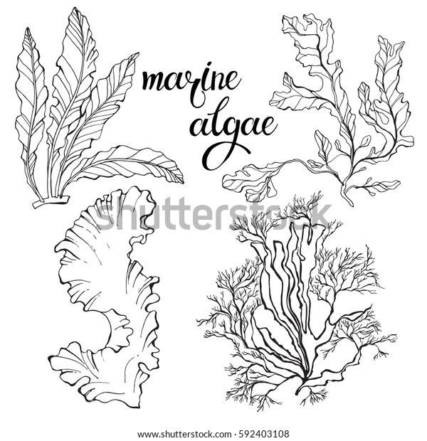 Marine Algae Vector Handdrawn Illustration On Stock Vector (Royalty ...