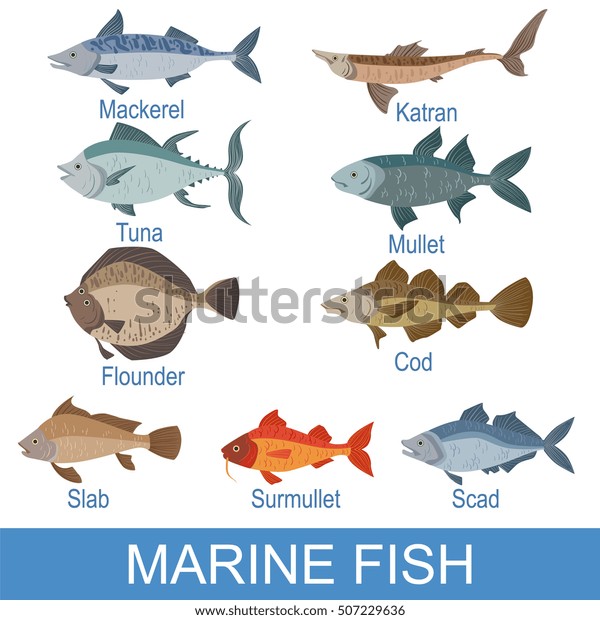 Marine Fish Identification Slate Names: เวกเตอร์สต็อก (ปลอดค่าลิขสิทธิ์ ...