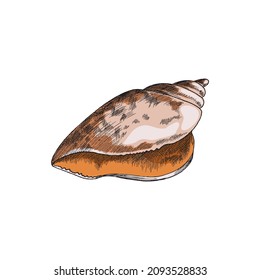 Cockleshell Images, Stock Photos & Vectors | Shutterstock
