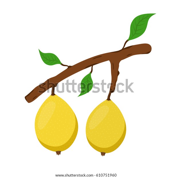 Marula Exotic Fruit On Branch Fresh Stock Vector (Royalty Free) 610751960