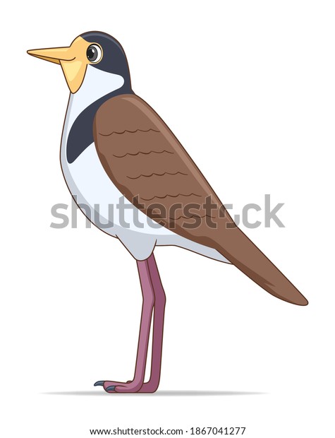 Masked Lapwing Bird On White Background Stock Vector (Royalty Free ...
