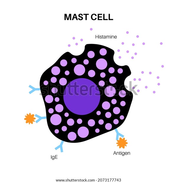 Mast Cell Icon Mastocyte Labrocyte Anatomical Stock Vector (Royalty ...