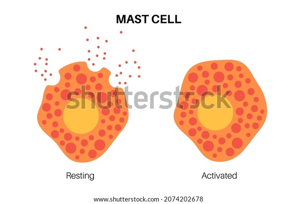 Mast Cell Icon Mastocyte Labrocyte Anatomical Stock Vector (Royalty ...