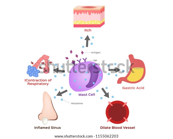 vector celular / histamina / alergia: vector de stock (libre de ...