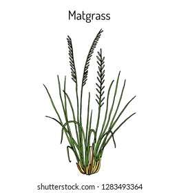 28 Nardus stricta Images, Stock Photos & Vectors | Shutterstock