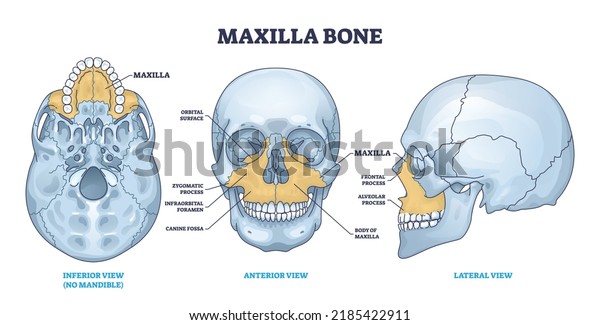 Maxilla Bone Detailed Structure Facial Skeleton: เวกเตอร์สต็อก (ปลอดค่า ...