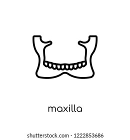 Maxilla Icon Trendy Modern Flat Linear Stock Vector (Royalty Free ...