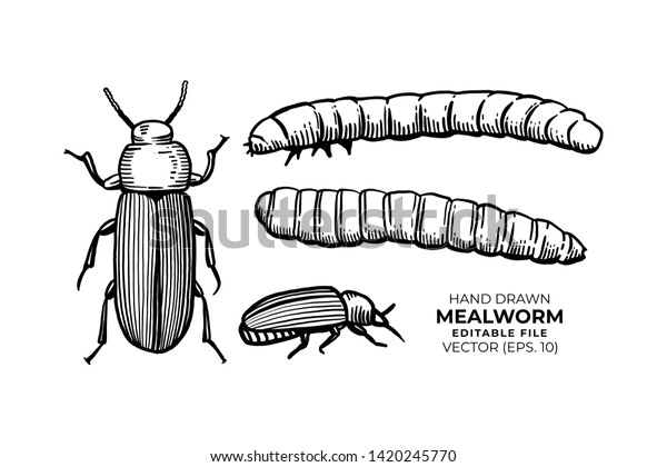 Mealworms Hand Drawn Vector Illustrations Stock Vector (Royalty Free ...