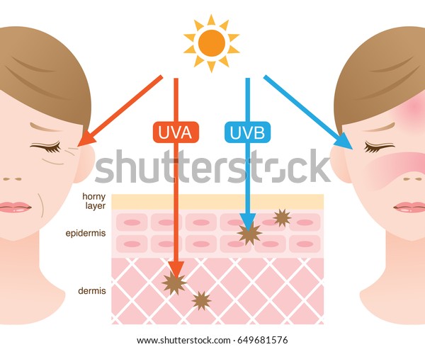 Mechanism Uva Uvb Radiation Stock Vector (Royalty Free) 649681576 ...