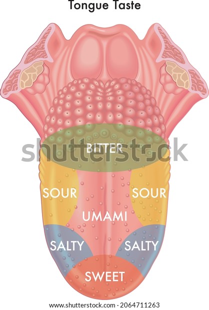 Medical Illustration Schematic Map Tongue Taste Stok Vektör (Telifsiz ...