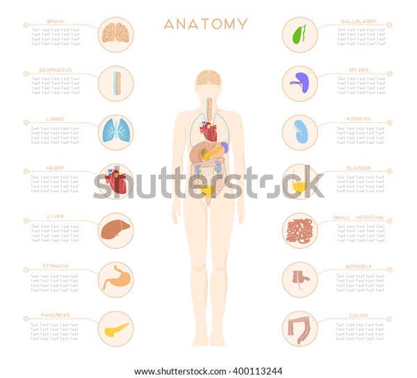 Medical Poster Image Internal Organs Internal Stock Vector (Royalty ...