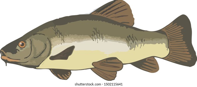 Mediumsized Freshwater Trophy Fish Tench Stock Vector (Royalty Free ...