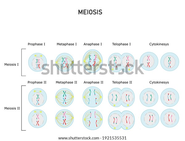 Meiotic phases: Prophase, Metaphase, Anaphase, and Telophase.Process ...