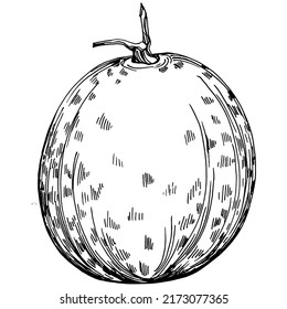 Melon Realistic Vector Sketch Decorative Retro Stock Vector (Royalty ...