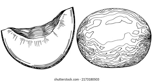 Melon Realistic Vector Sketch Decorative Retro Stock Vector (Royalty ...
