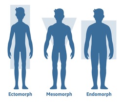 Male Body Types Chart Understanding The Weight Chart For Senior Males