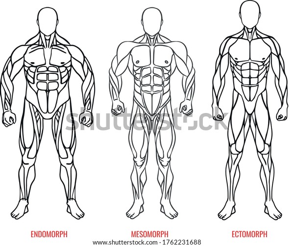 Men Body Types Diagram Three Somatotypes: Vector có sẵn (miễn phí bản ...