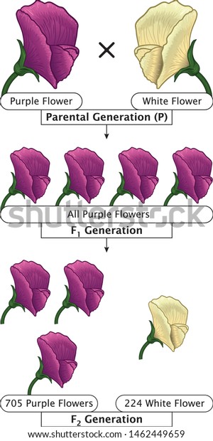 Mendel Genetic Concept Crossing Pea Plant Stock Vector (Royalty Free ...