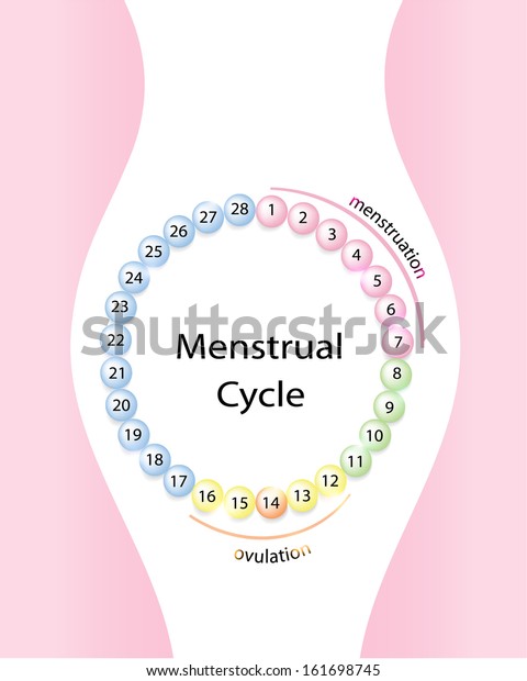 Menstrual Cycle Stock Vector (Royalty Free) 161698745 | Shutterstock