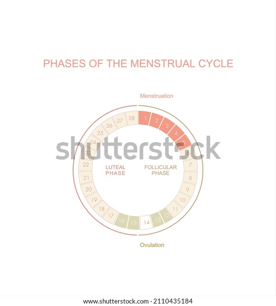 Menstrual Cycle Chart Four Main Phases Stock Vector (Royalty Free ...