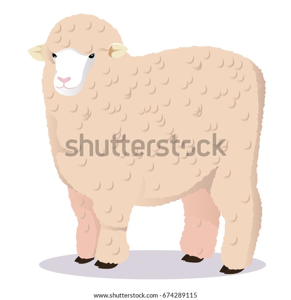 Merino Sheep Vector Illustration Stock Vector (Royalty Free) 674289115 ...