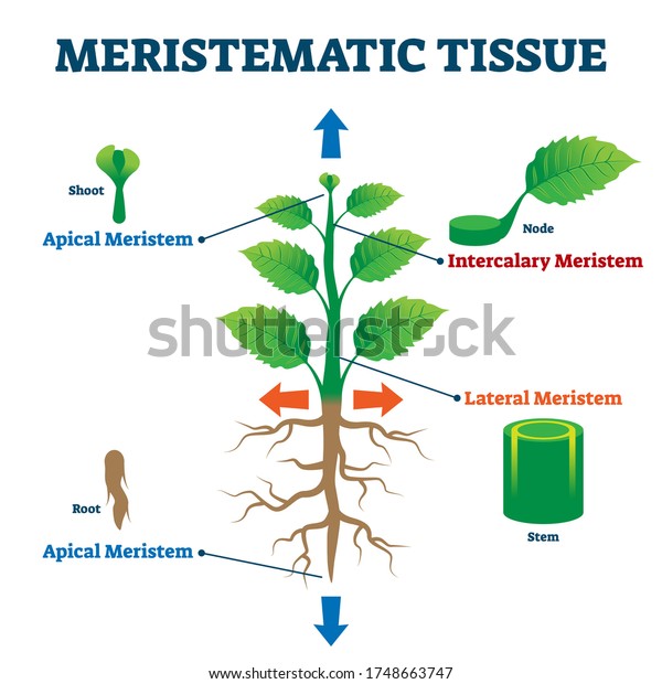 Meristematic Tissue Vector Illustration Labeled Educational Stock ...