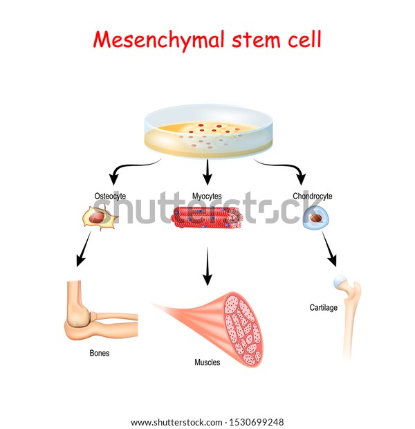 Mesenchymal Stem Cells Multipotent Stromal Cells Stock Vector Royalty