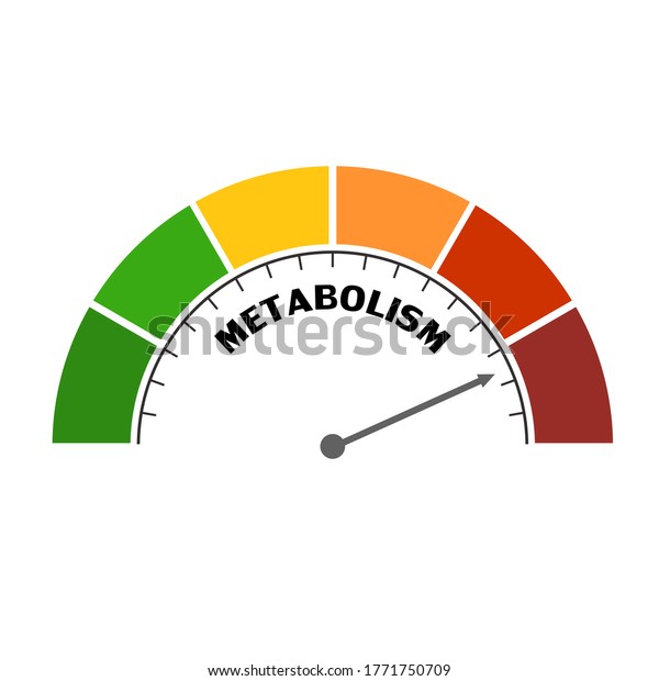 Metabolism Level Scale Arrow Measuring Device Stock Vector (Royalty ...
