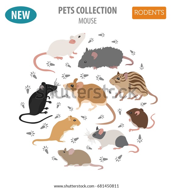 Mice Breeds Icon Set Flat Style Stock Vector (Royalty Free) 681450811 ...