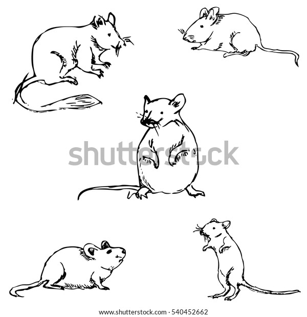 7,276 Rat Line Drawing Images, Stock Photos & Vectors | Shutterstock