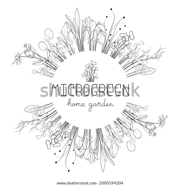 Microgreen Sketch Vector Illustration Grass Circle Stock Vector ...