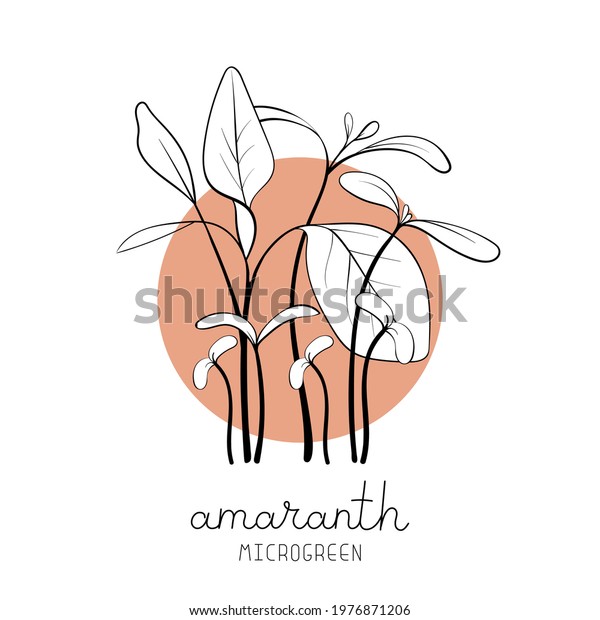 Microgreen Sketch Vector Illustration Green Home Stock Vector (Royalty ...