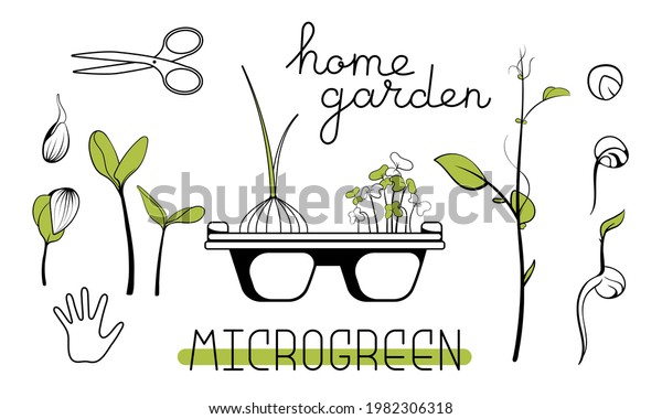Microgreen Sketch Vector Illustration Green Home Stock Vector (Royalty ...