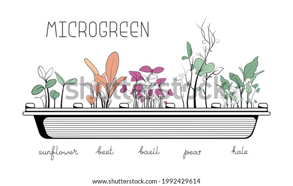 Microgreen Sketch Vector Illustration Green Home Stock Vector (Royalty ...